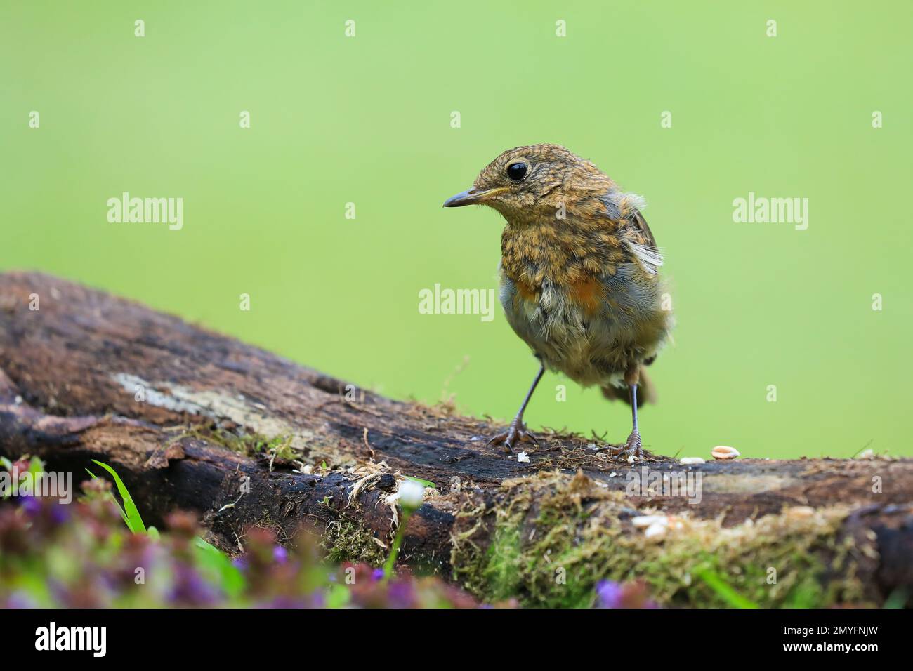 Fledgling robin hi-res stock photography and images - Alamy