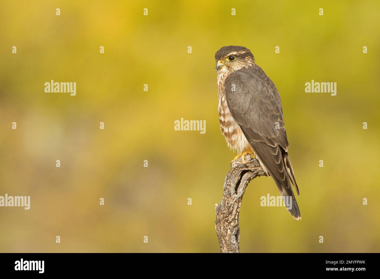Female merlin hi-res stock photography and images - Alamy
