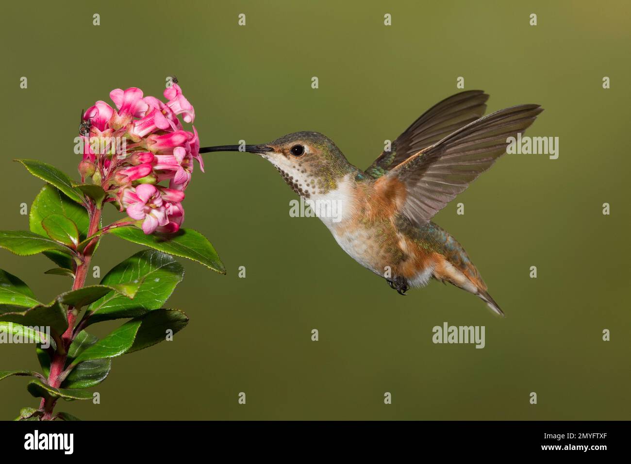 Allen's Hummingbird female, Selasphorus sasin sedentarius, feeding at ...