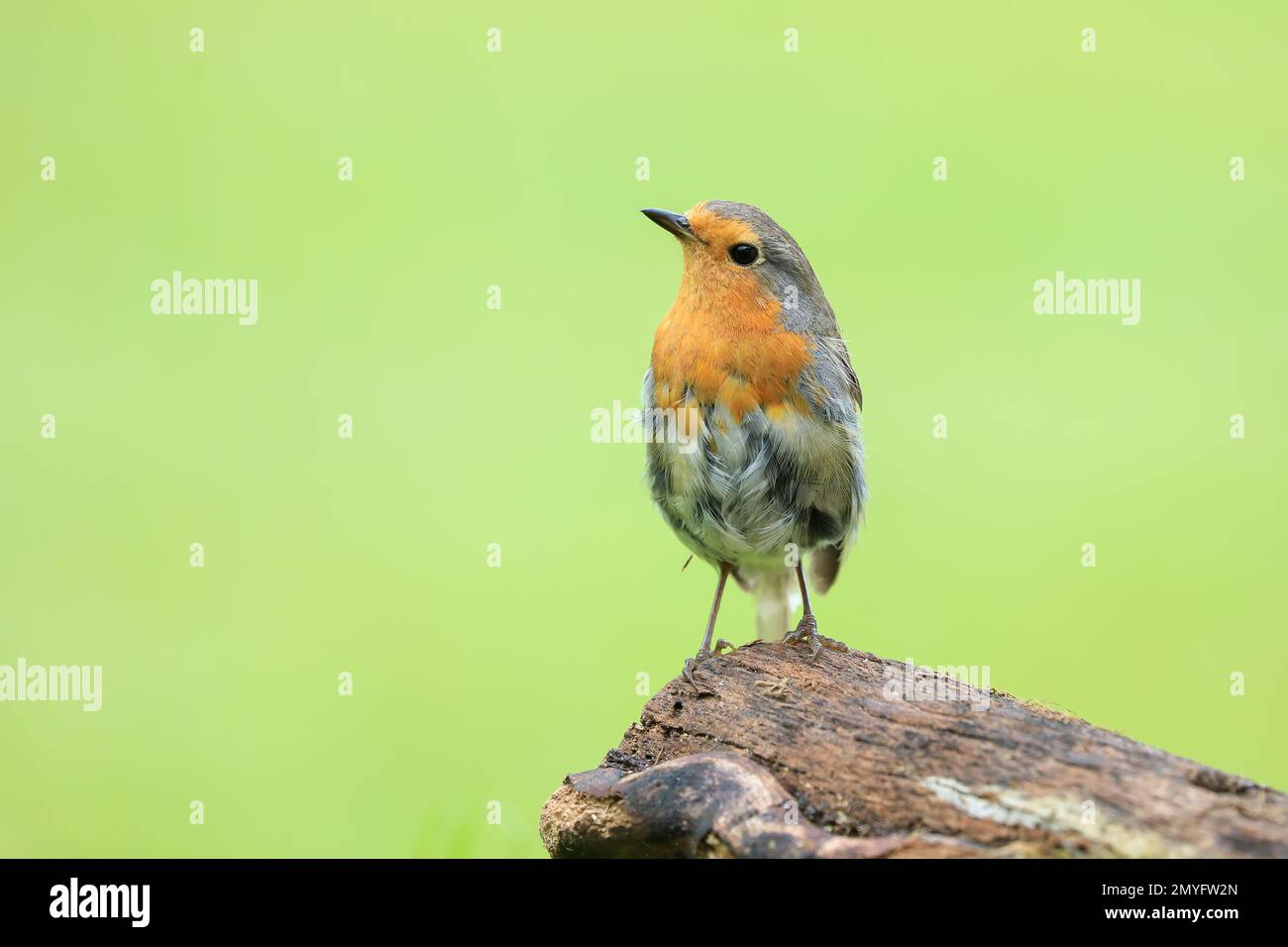 Fledgling robin hi-res stock photography and images - Alamy