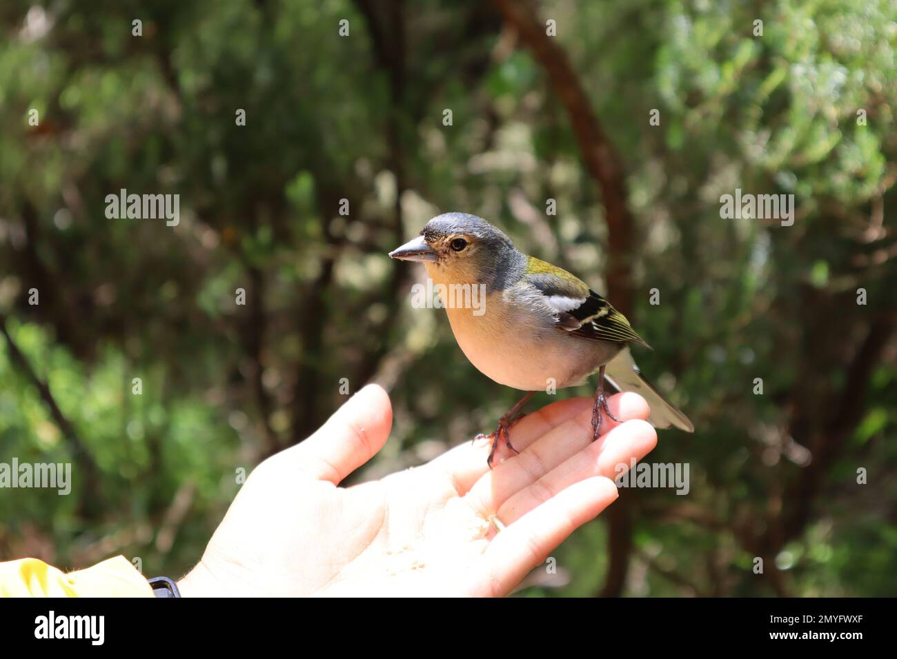 Madeira chaffinch (Fringilla coelebs maderensis). Bird endemic to the ...