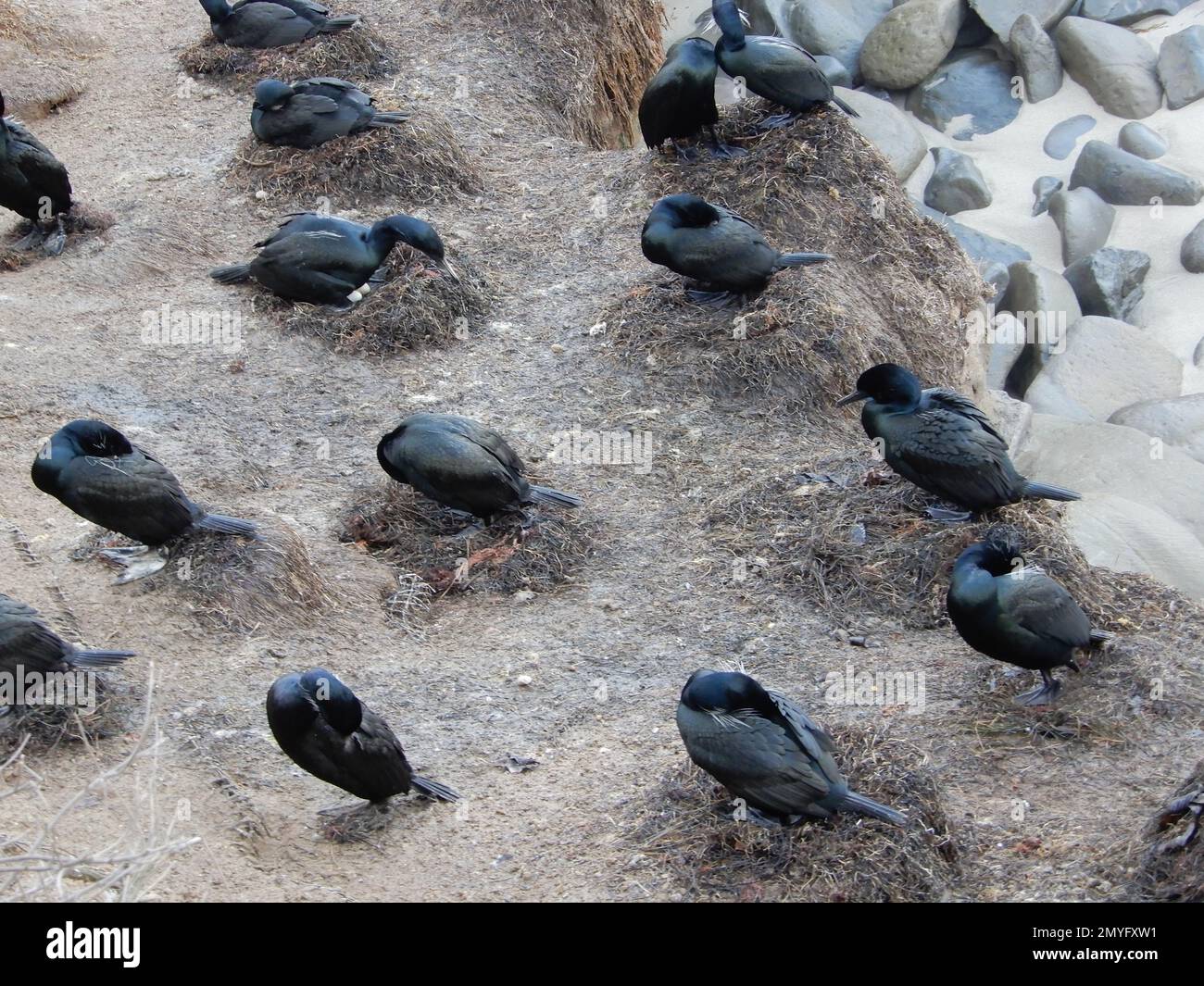 La Jolla, CA. USA. 1/1/2023. La Jolla Cove. Home to California’s Brandt ...