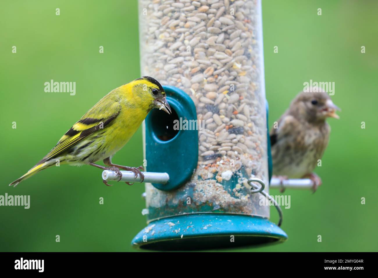 Male eurasian siskin bird hi-res stock photography and images - Alamy