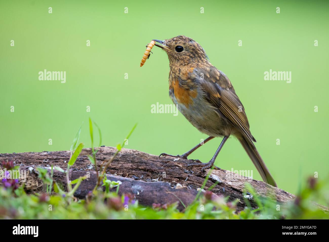 European Robin [ Erithacus rubecula ] on log with mealworm in its beak ...