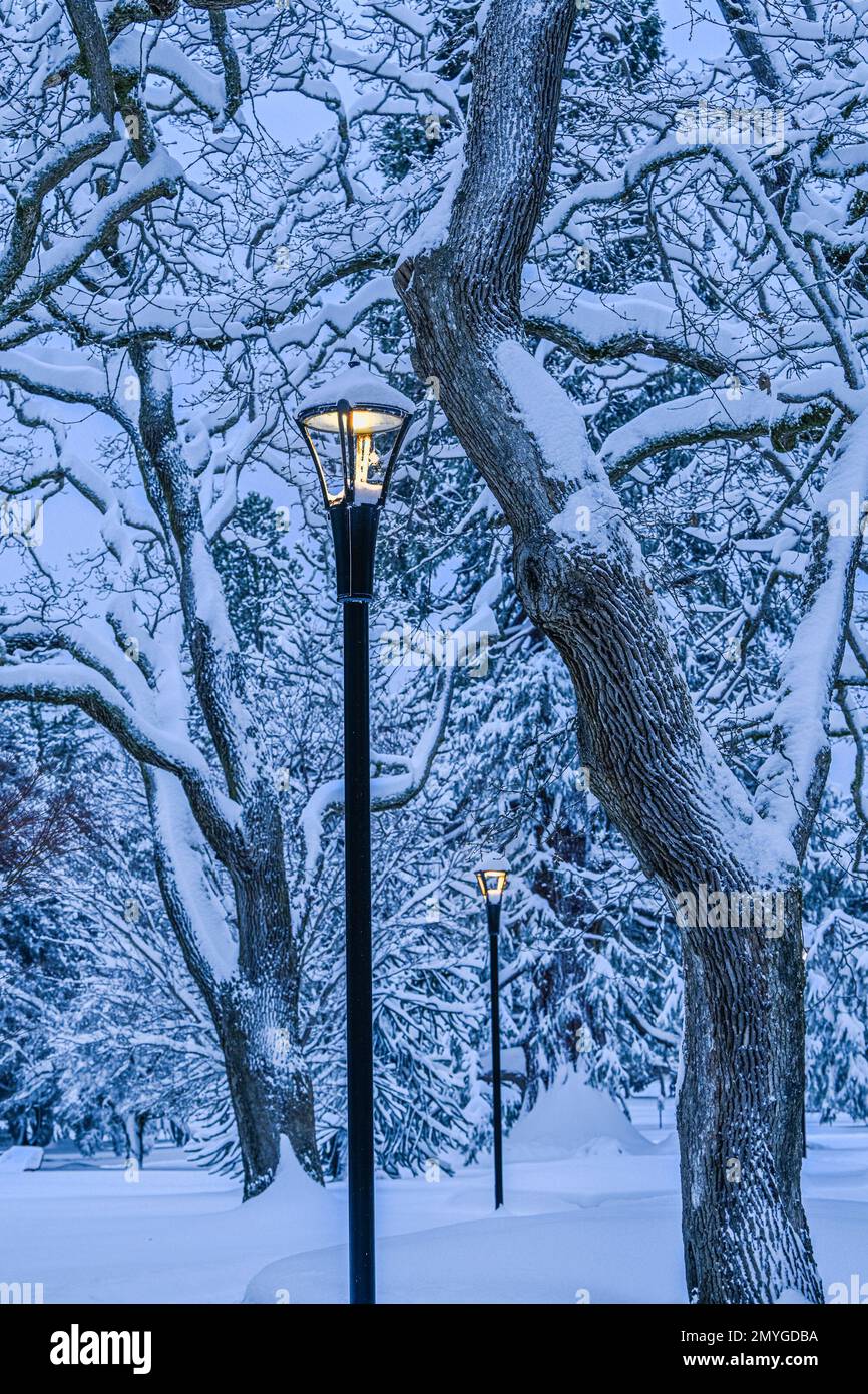 Garry oak trees british columbia hi-res stock photography and images ...