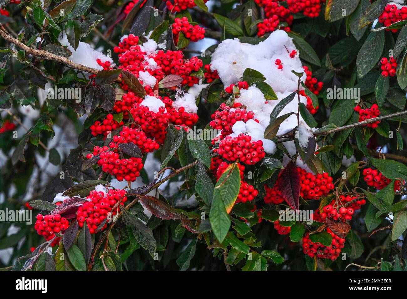 Cotoneaster frigidus, tree cotoneaster, red berries with snow Stock ...