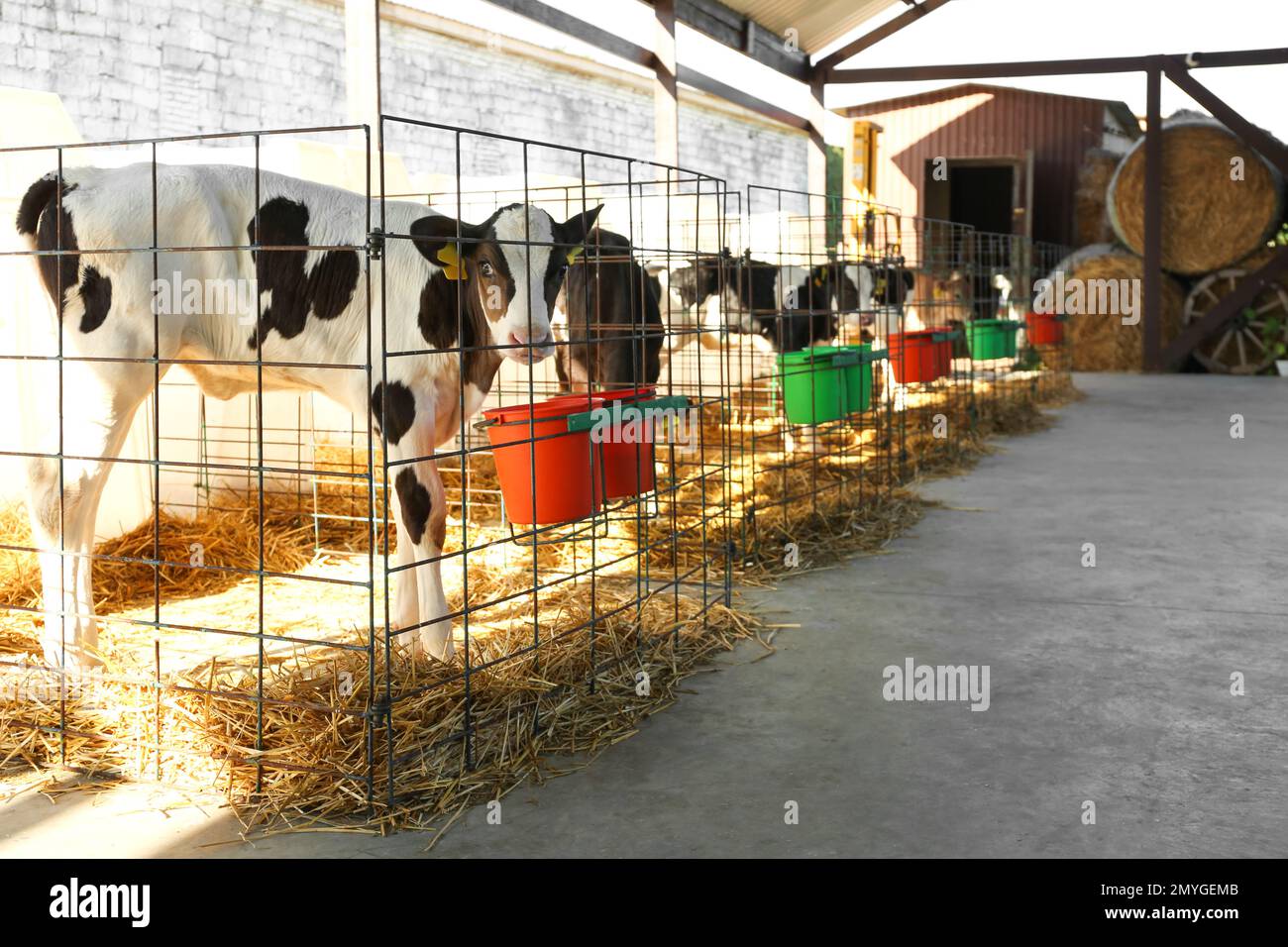 Pretty little calves on farm. Animal husbandry Stock Photo - Alamy