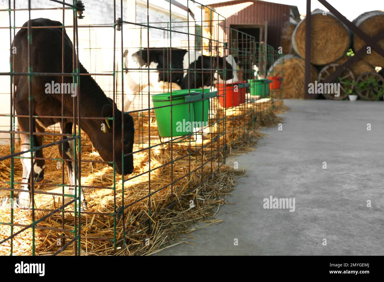 Pretty little calves on farm. Animal husbandry Stock Photo - Alamy