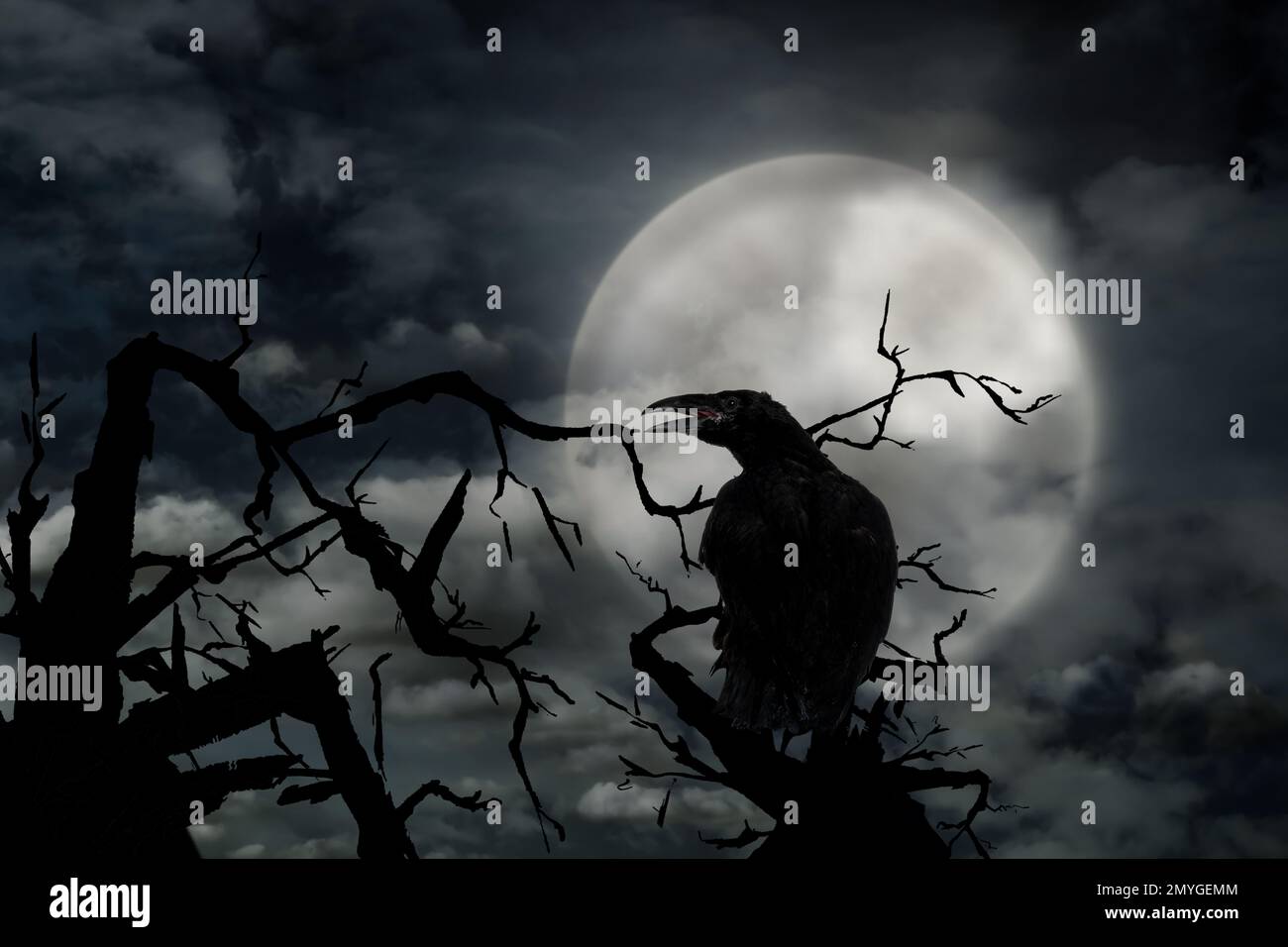 Creepy black crow croaking in misty forest on full moon night Stock ...