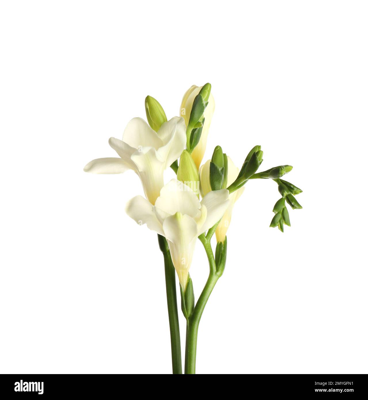 Beautiful blooming freesia flowers isolated on white Stock Photo - Alamy