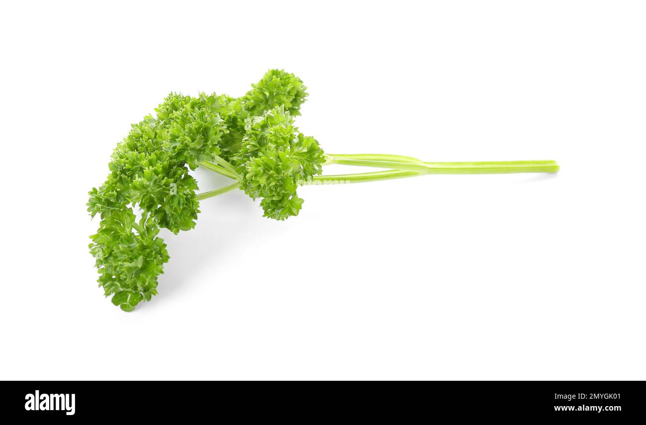 Fresh green curly parsley on white background Stock Photo - Alamy