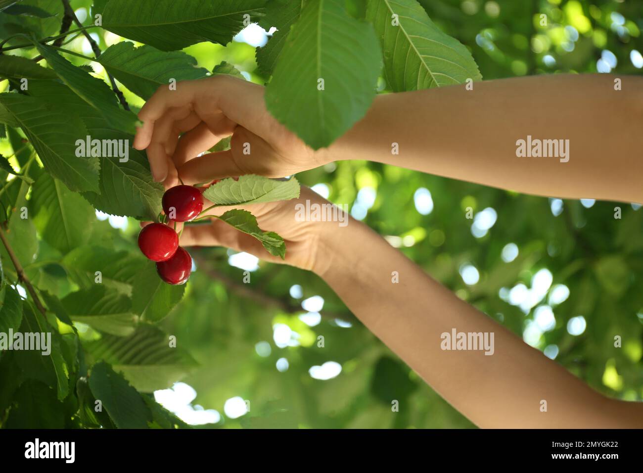 Person picking cherries not child hi-res stock photography and images ...