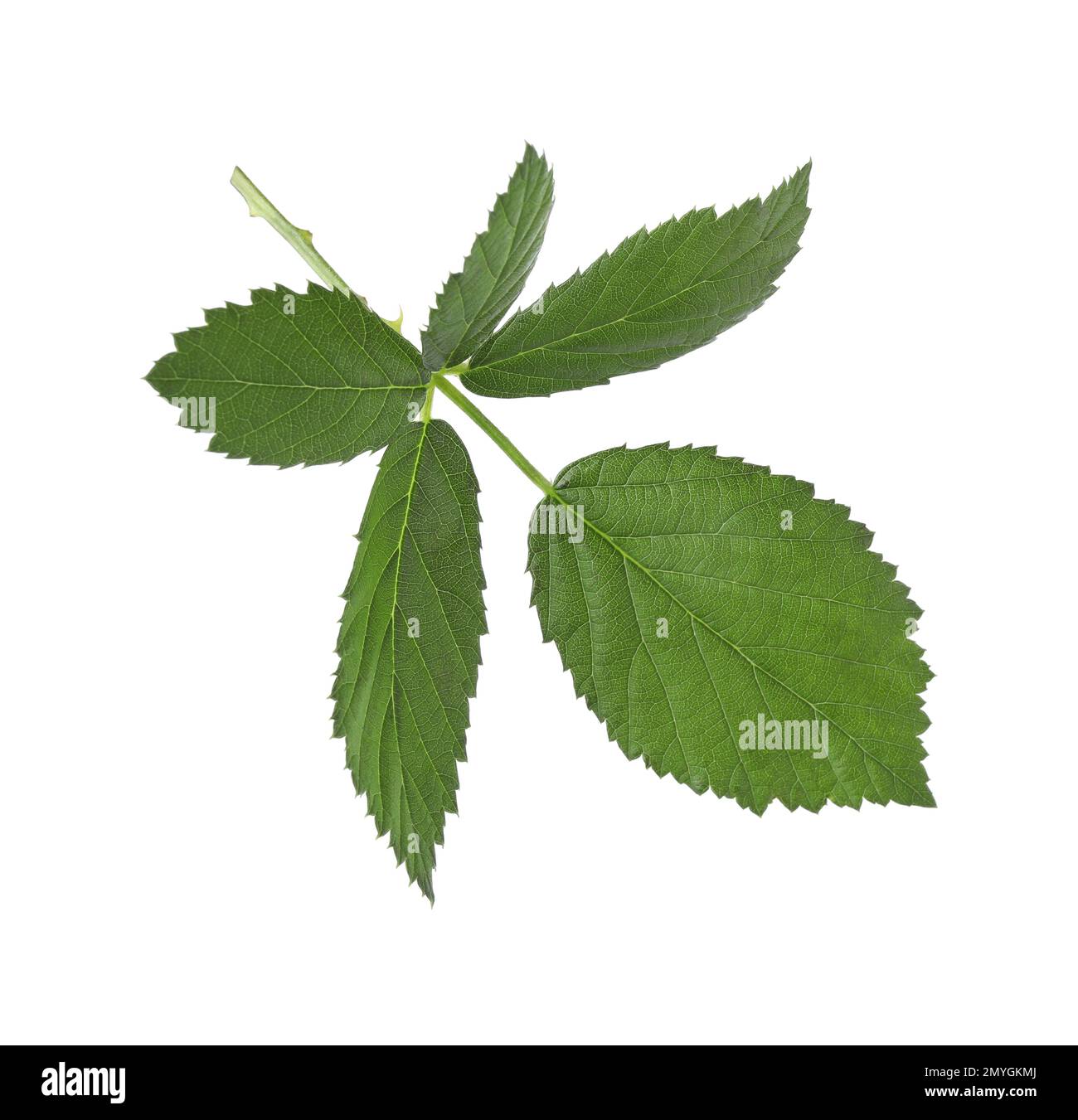 Blackberry leaves isolated on hi-res stock photography and images - Alamy