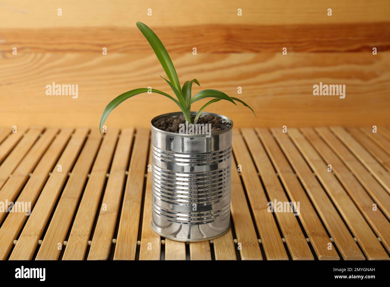 Plant in tin can hi-res stock photography and images - Alamy
