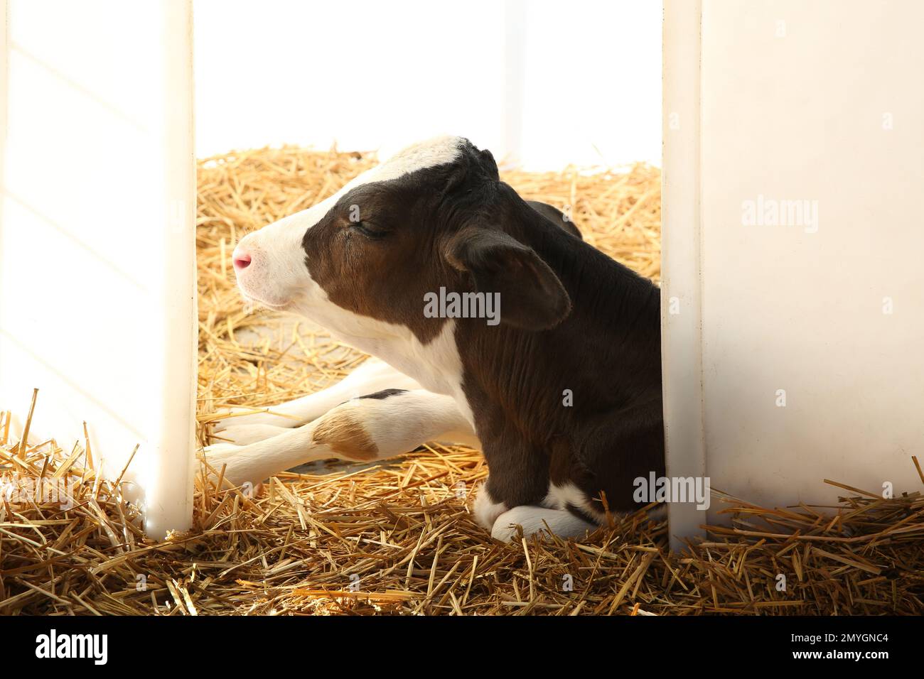 Rural little black calf hi-res stock photography and images - Alamy
