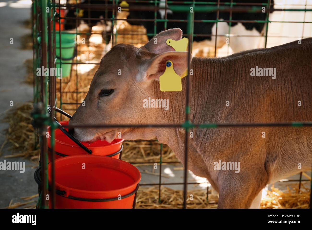 Calf drinking water hi-res stock photography and images - Alamy