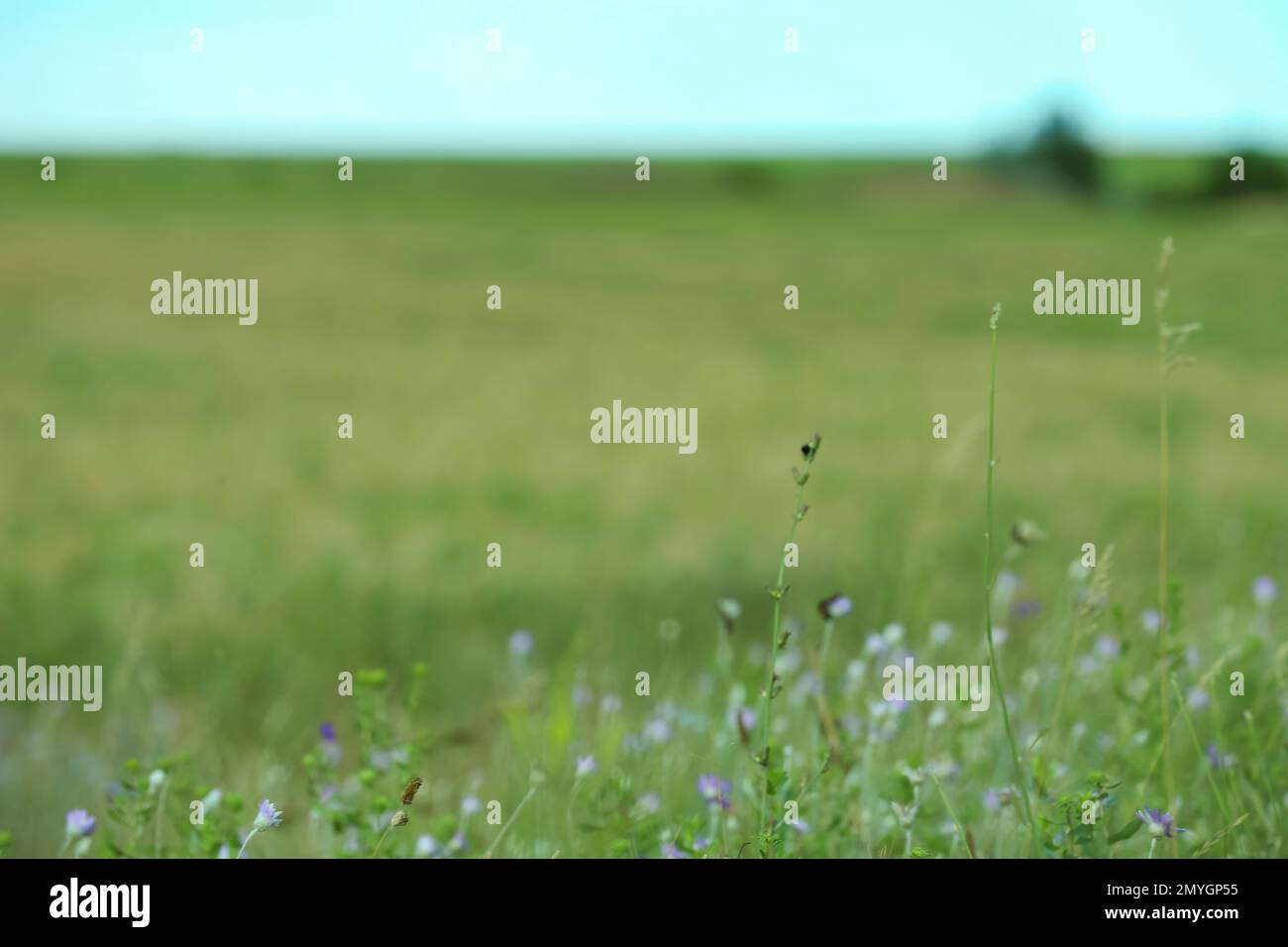 Beautiful meadow with green grass and wild flowers Stock Photo - Alamy