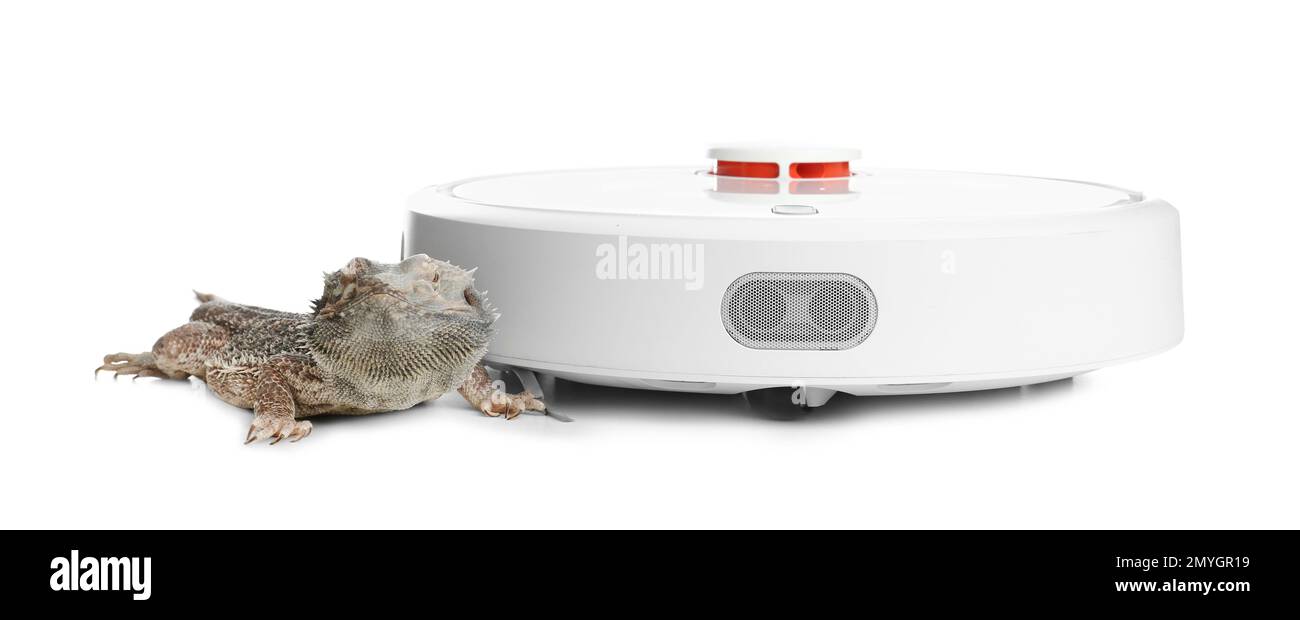 Robotic vacuum cleaner and bearded dragon lizard on white background ...