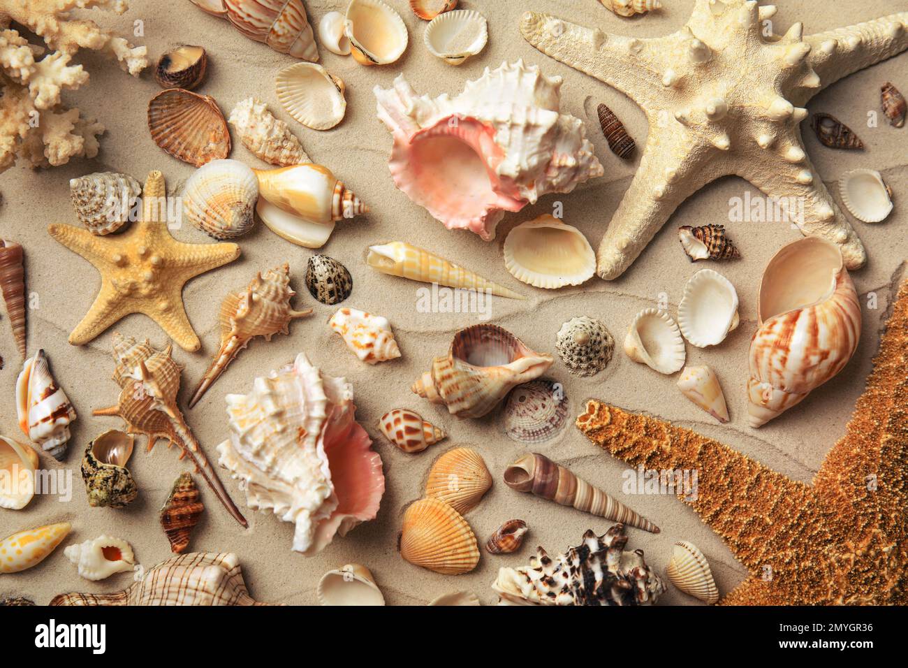 Different beautiful sea shells on sand, flat lay Stock Photo - Alamy