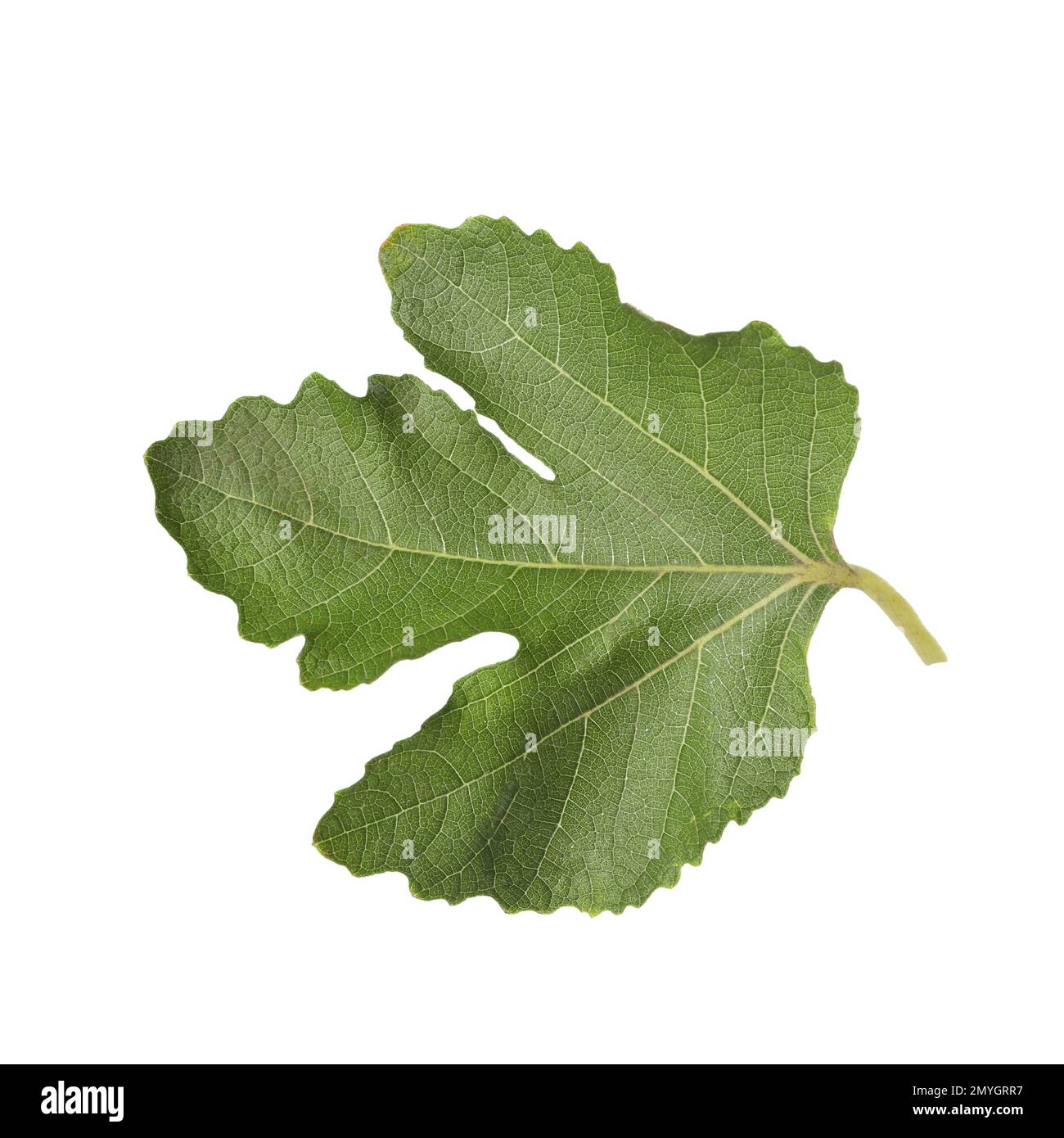 Natural green fig leaf Cut Out Stock Images & Pictures - Alamy