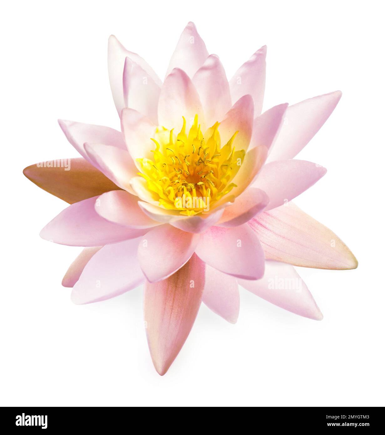 Beautiful pink lotus flower isolated on white Stock Photo - Alamy