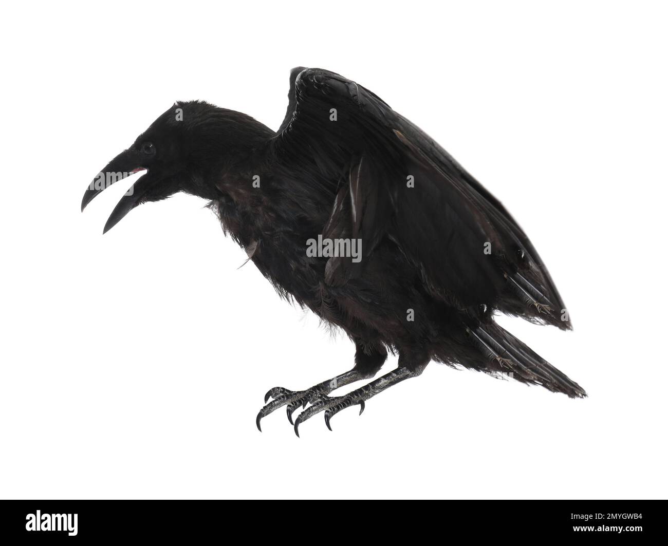 Beautiful black common raven on white background Stock Photo - Alamy