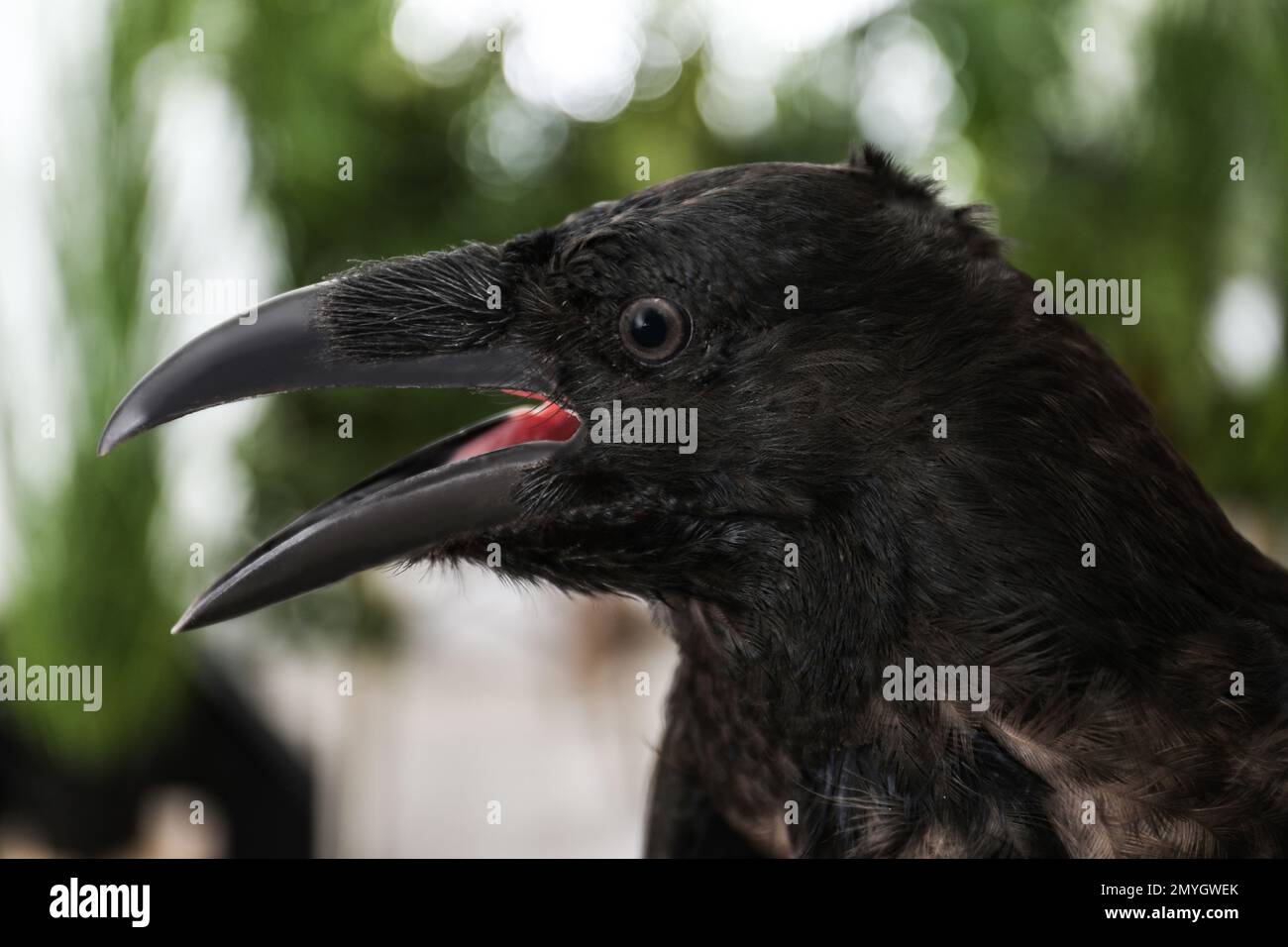 Beautiful common raven with open beak outdoors, closeup Stock Photo - Alamy
