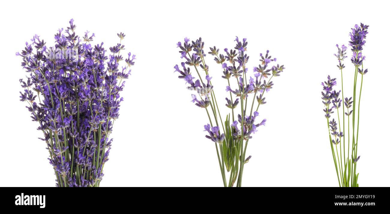 Set of lavender flowers on white background. Banner design Stock Photo ...