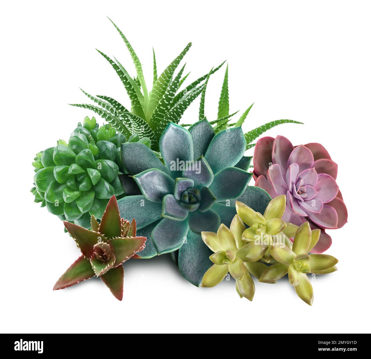 Collection of different beautiful succulents on white background Stock ...