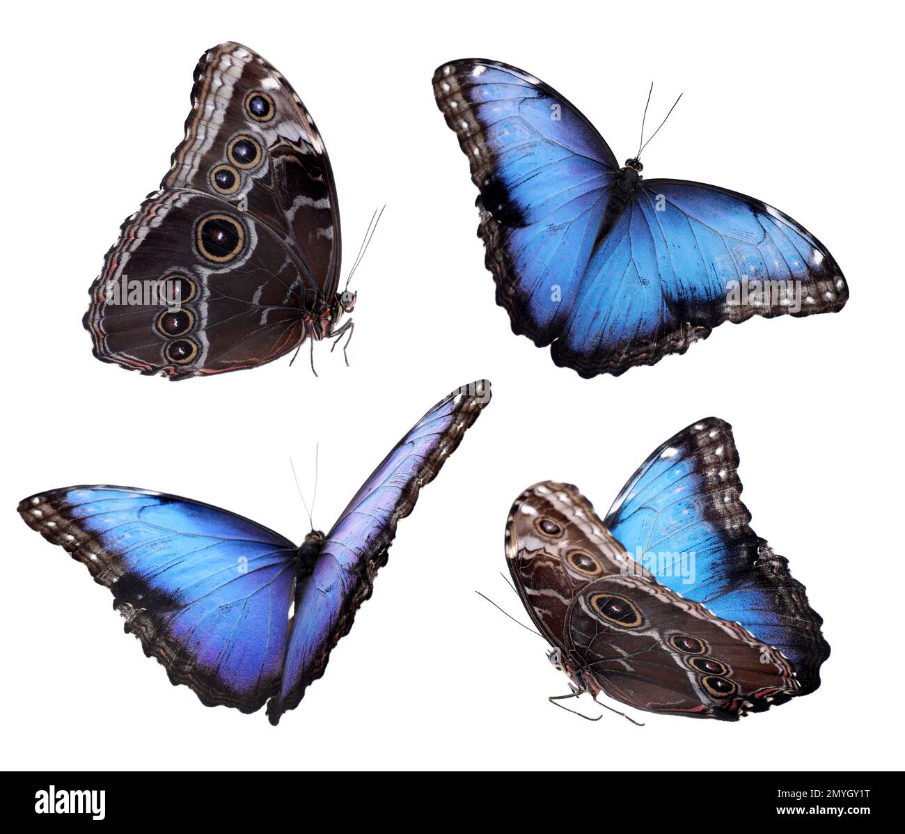 Set of beautiful blue morpho butterflies on white background Stock ...