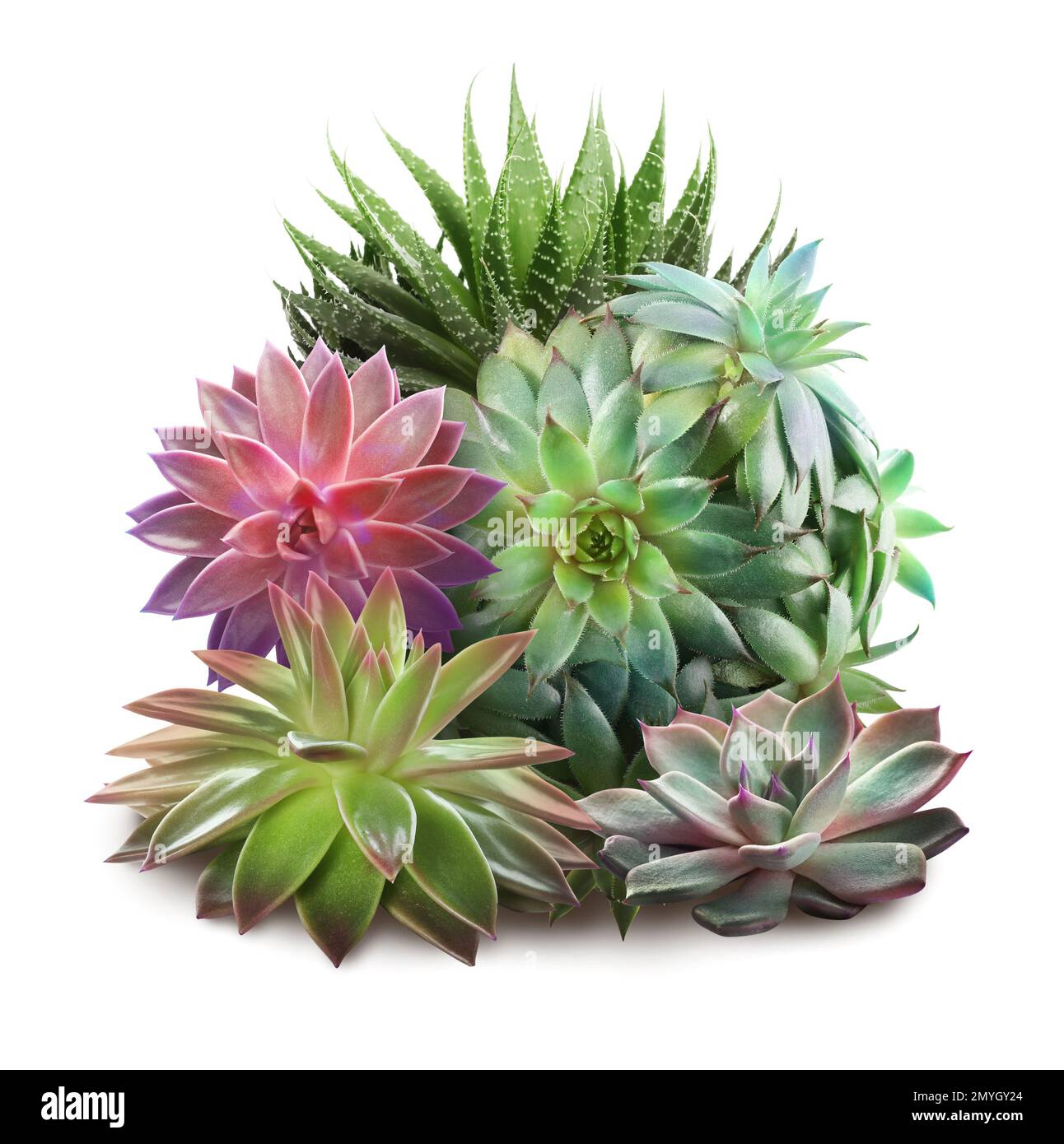 Collection of different beautiful succulents on white background Stock ...