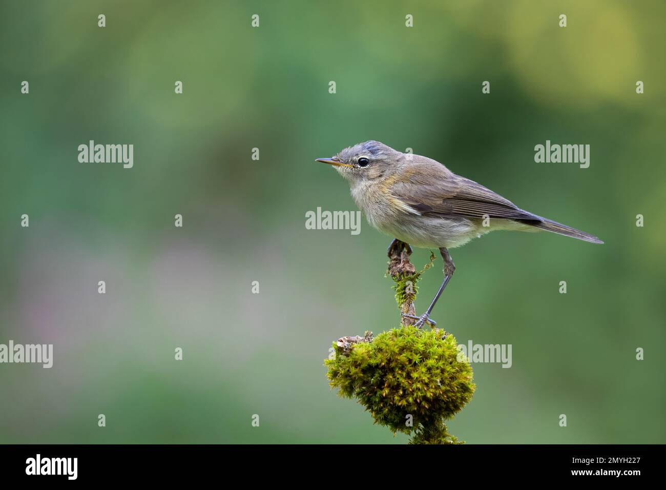 Juvenile chiffchaff hi-res stock photography and images - Alamy