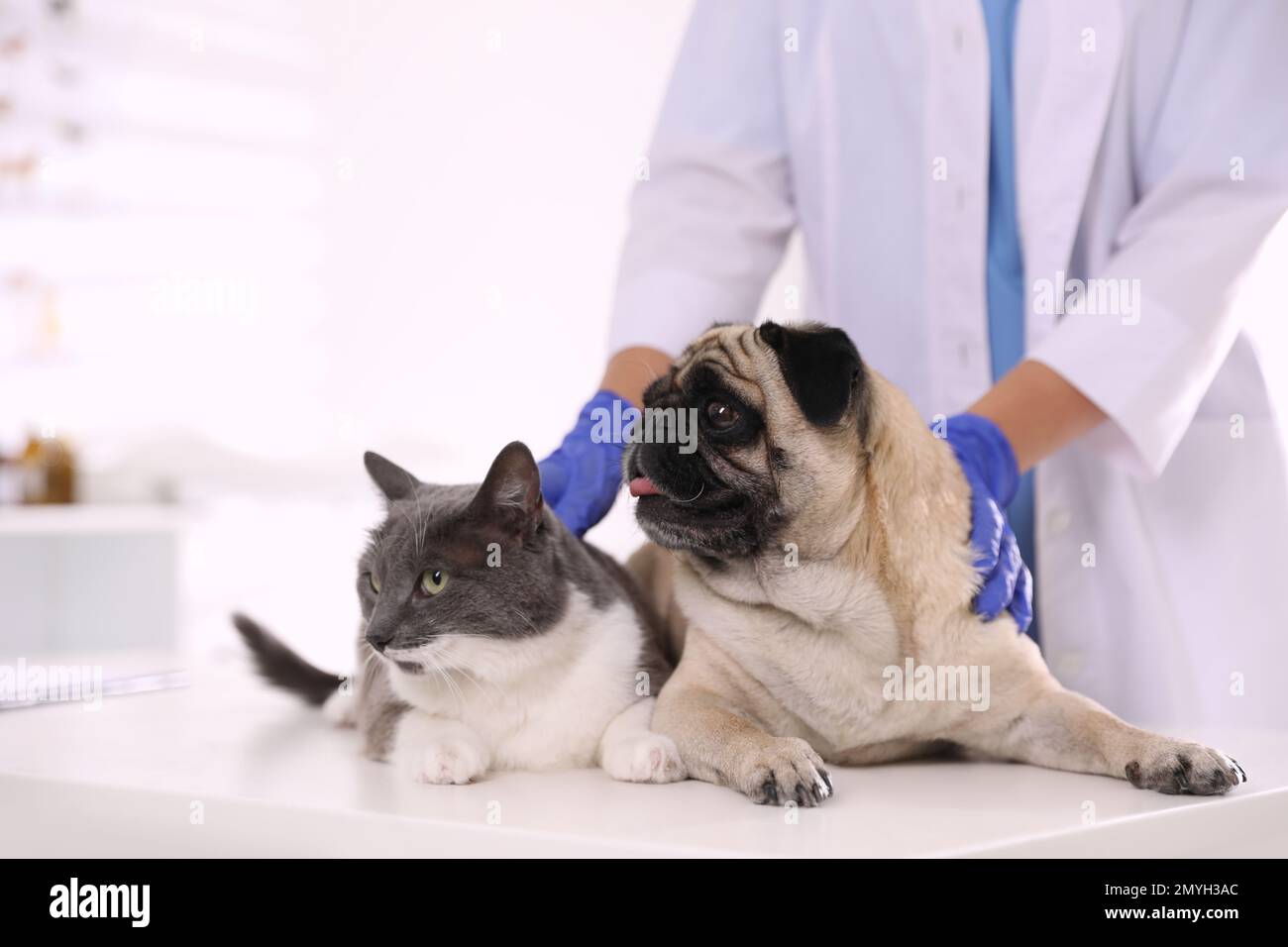 Veterinarian examining cute pug dog and cat in clinic, closeup ...