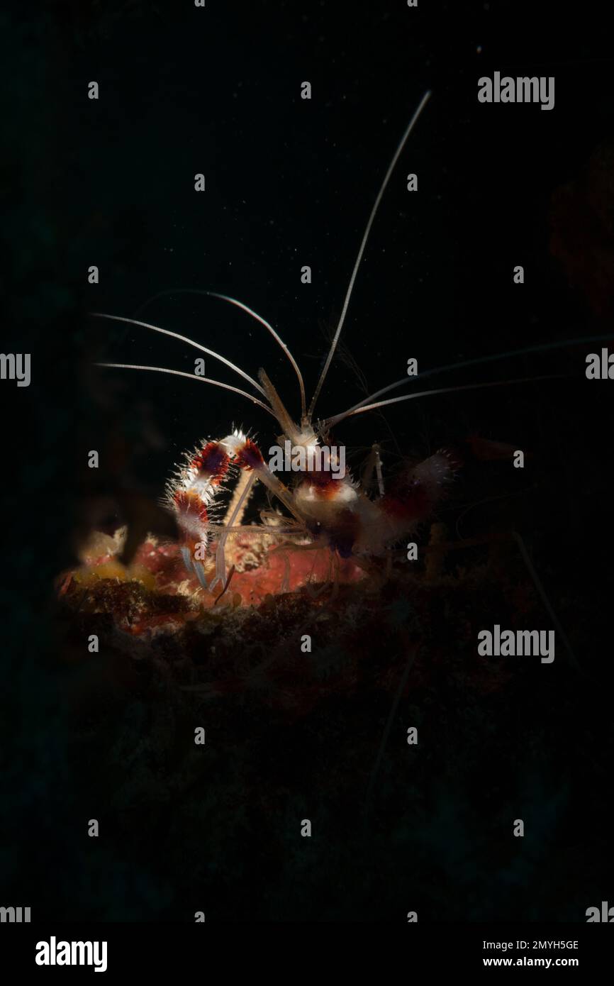 Banded Coral shrimp (Stenopus hispidus) on the reef off the Dutch ...