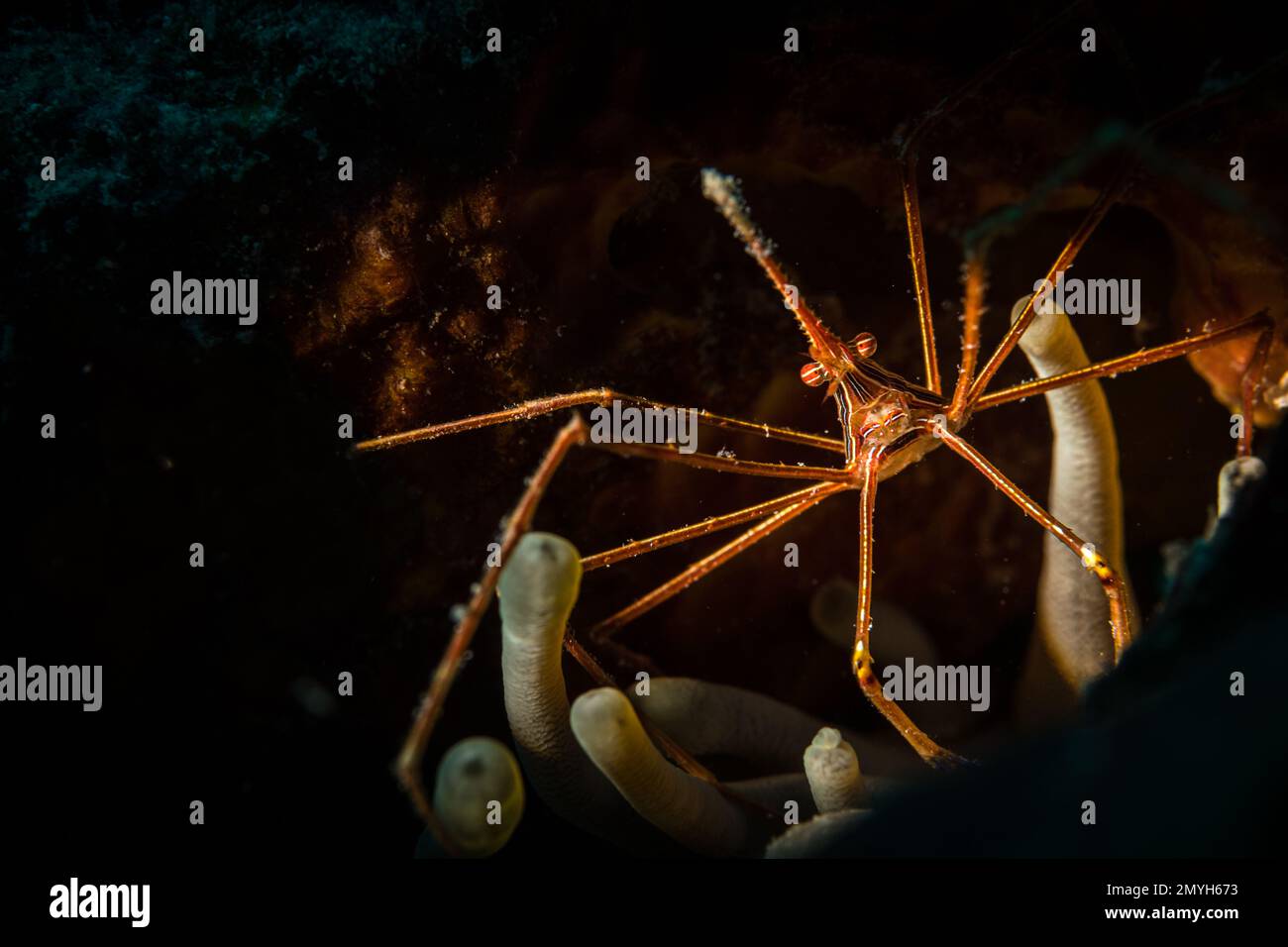 Yellowline Arrow Crab (Stenorhyncus seticornis) on the reef off the ...