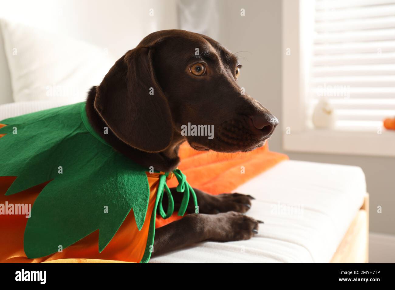 Adorable German Shorthaired Pointer dog dressed as pumpkin indoors ...