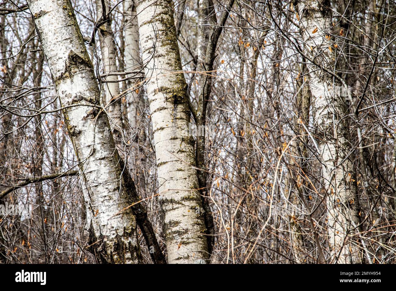 Birch trees in Pine Point Regional Park on a spring day in Stillwater ...