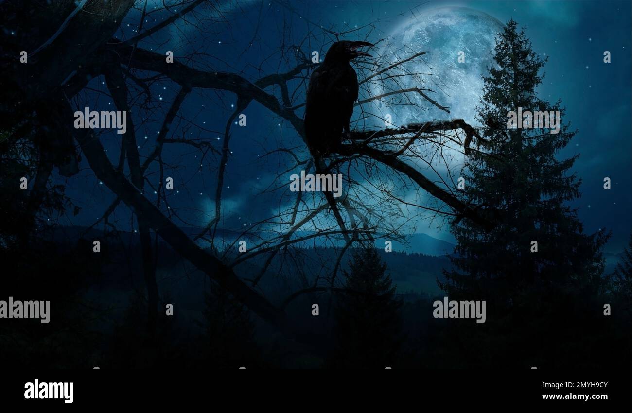 Creepy black crow croaking in scary dark forest on full moon night ...