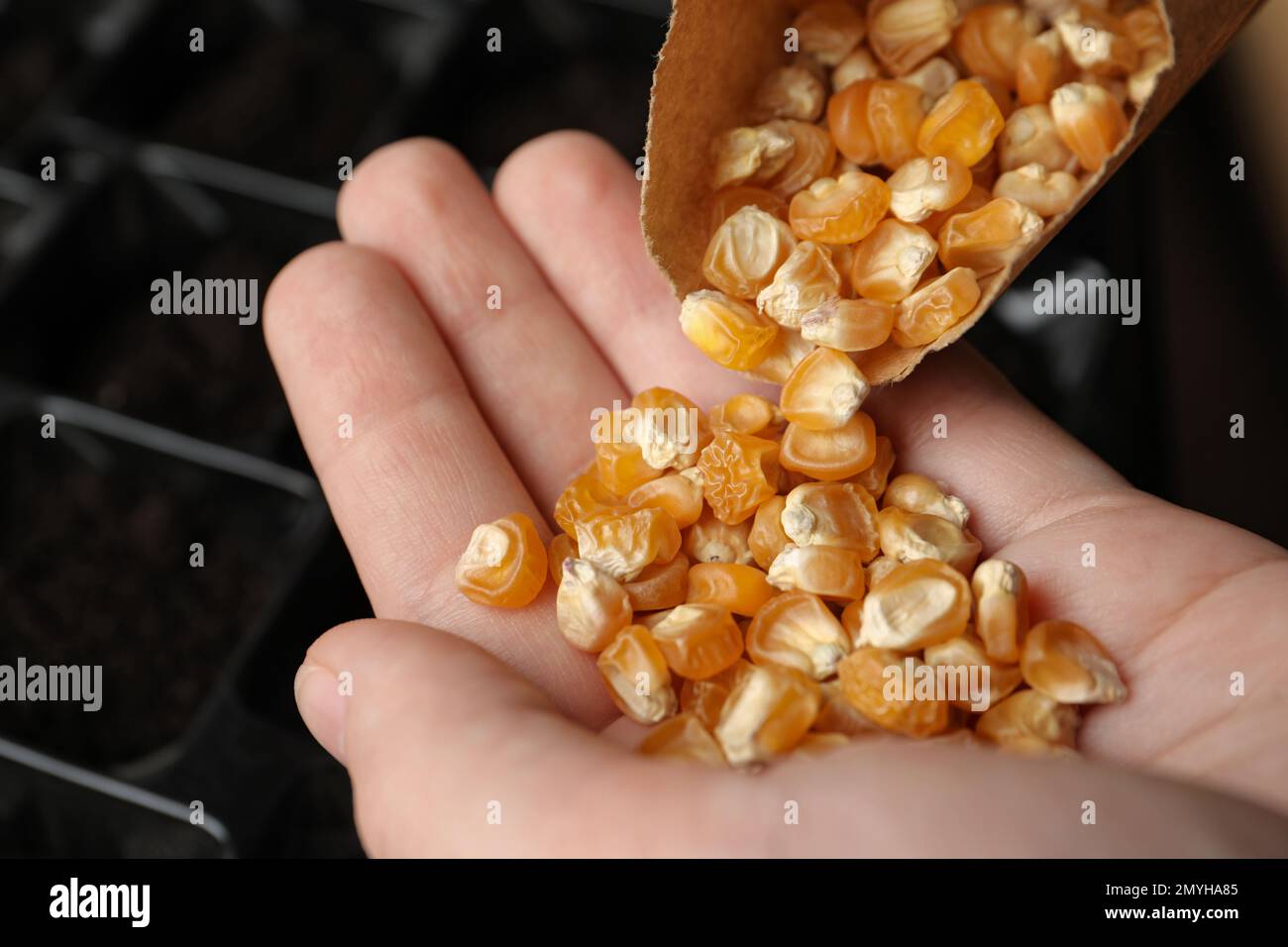 Corn bag hand hi-res stock photography and images - Alamy