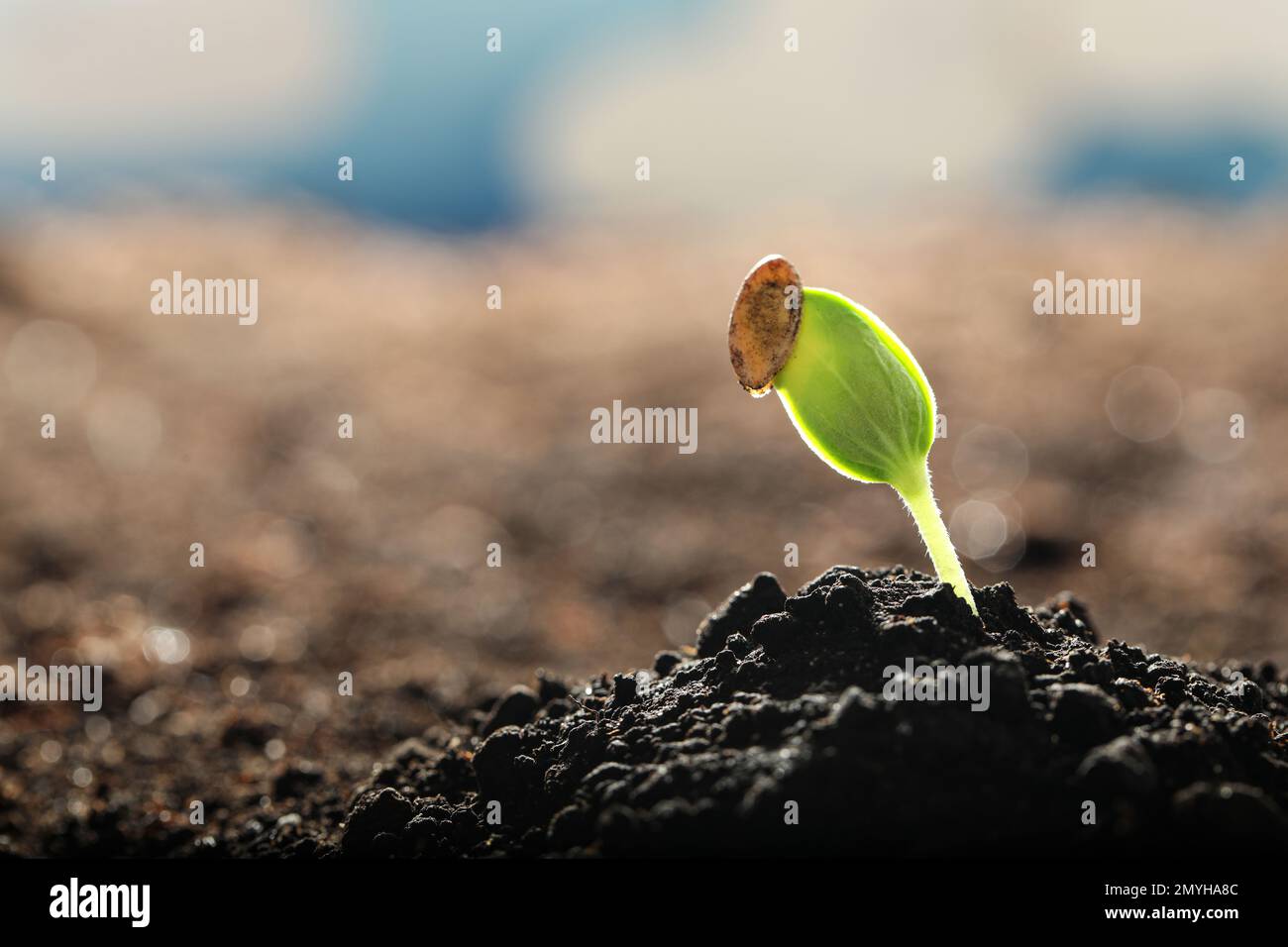 Young vegetable seedling growing in soil outdoors, space for text Stock ...