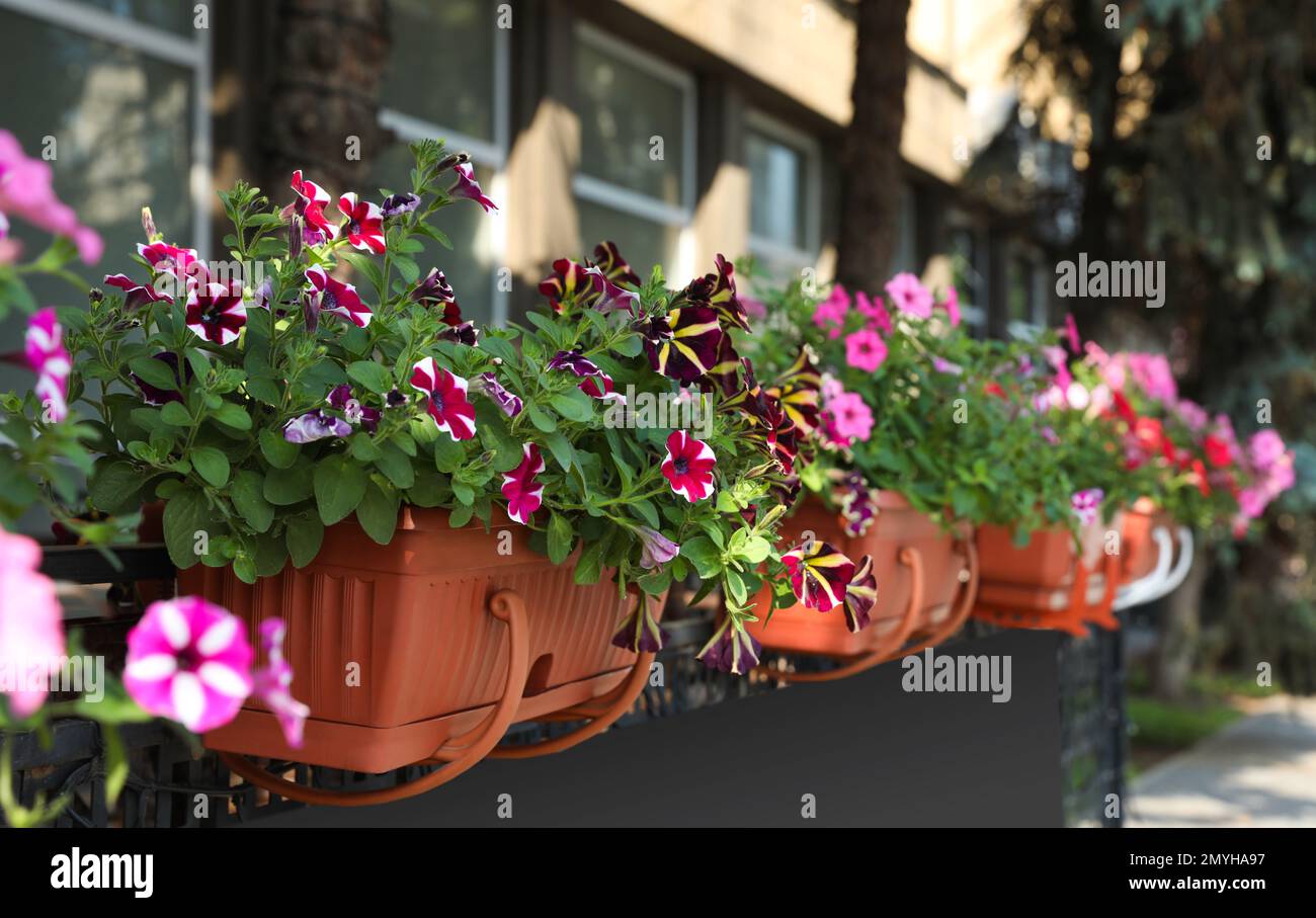 Beautiful petunia flowers in plant pots outdoors Stock Photo - Alamy