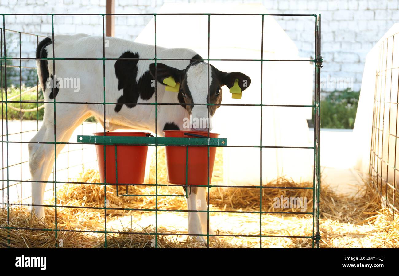 Pretty little calf in cage on farm. Animal husbandry Stock Photo - Alamy