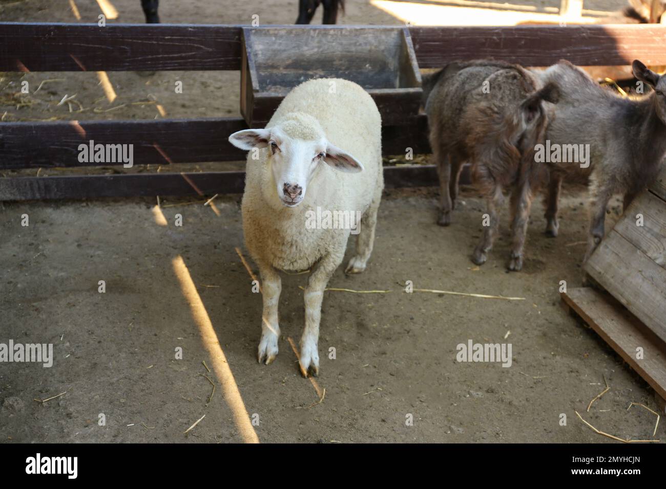 Goatlings hi-res stock photography and images - Alamy