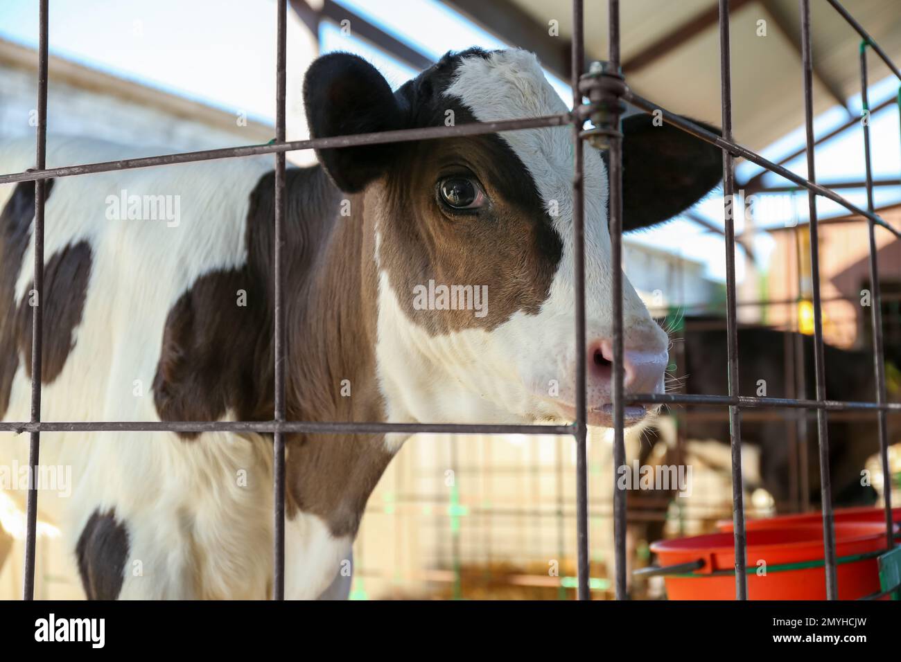 Pretty little calf behind fence on farm, closeup. Animal husbandry ...