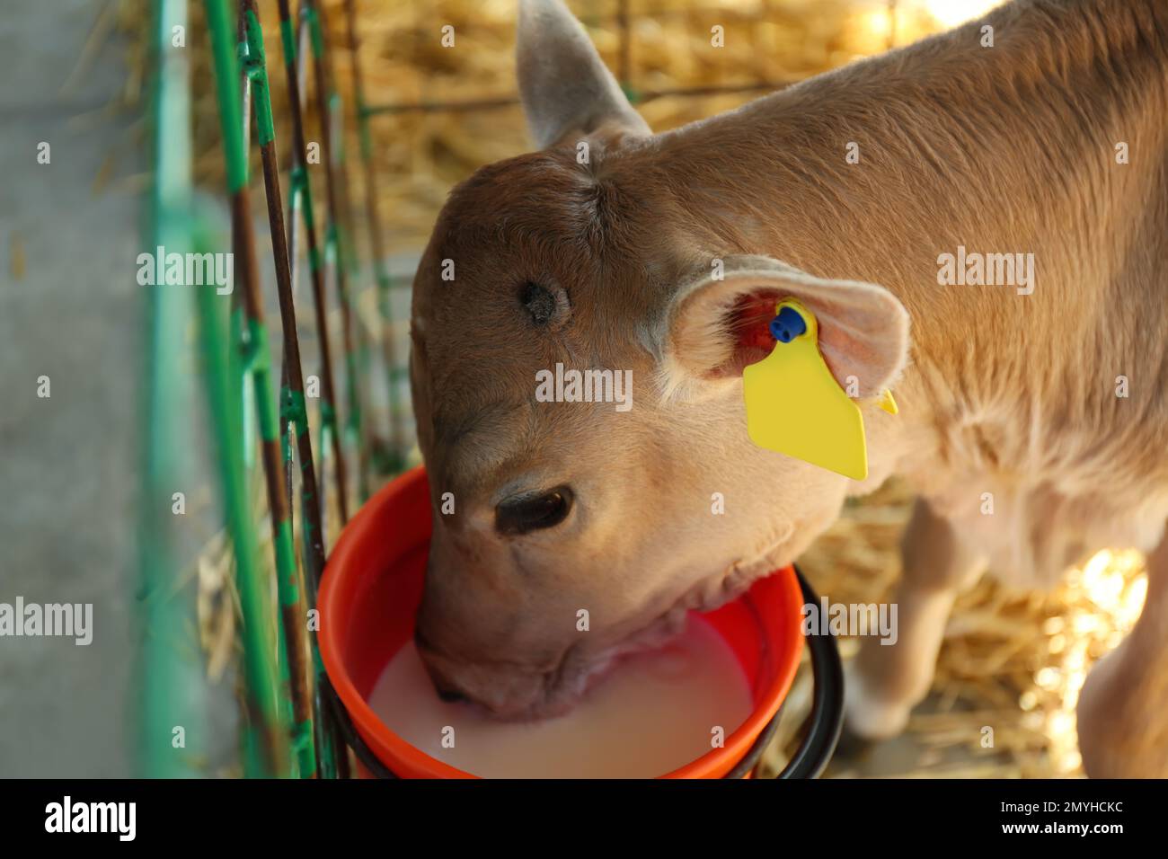 Pretty little calf drink milk from bucket on farm, closeup. Animal ...