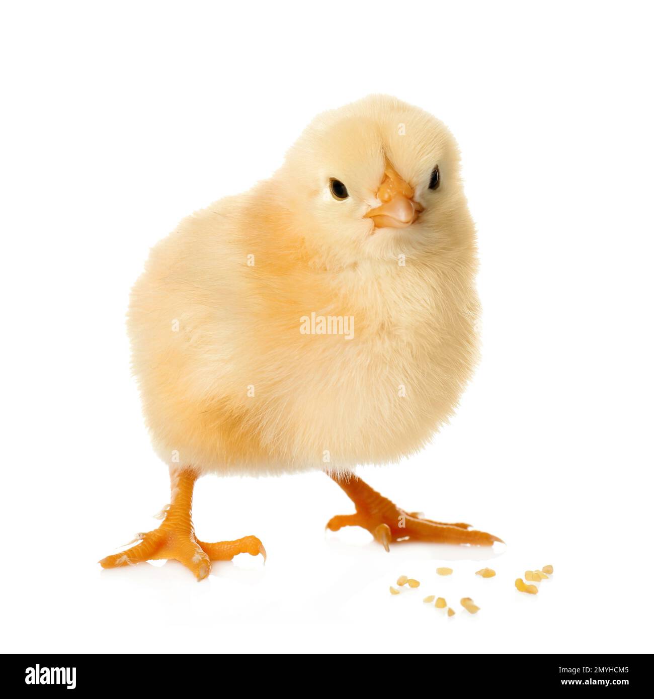 Cute fluffy baby chicken with millet groats on white background. Farm animal Stock Photo - Alamy