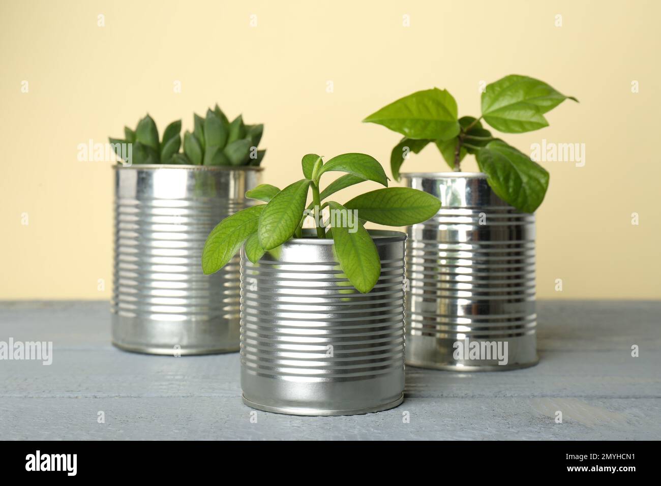 Beautiful houseplants in tin cans on light grey wooden table, closeup ...