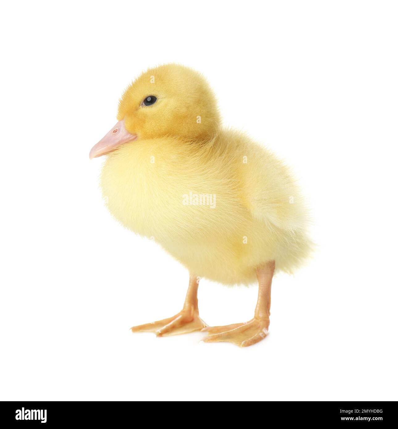 Cute fluffy gosling on white background. Farm animal Stock Photo - Alamy