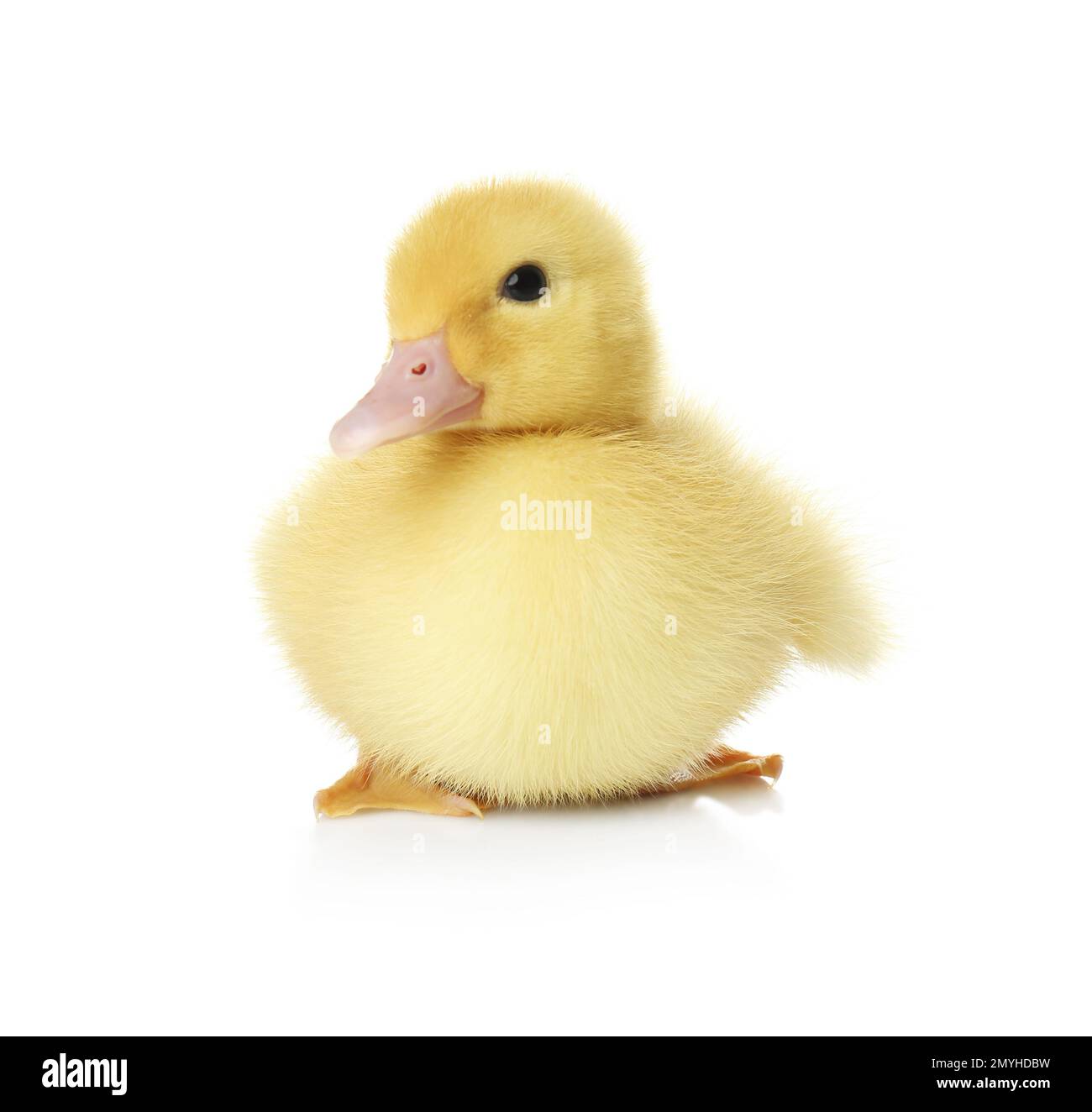 Cute fluffy gosling on white background. Farm animal Stock Photo - Alamy