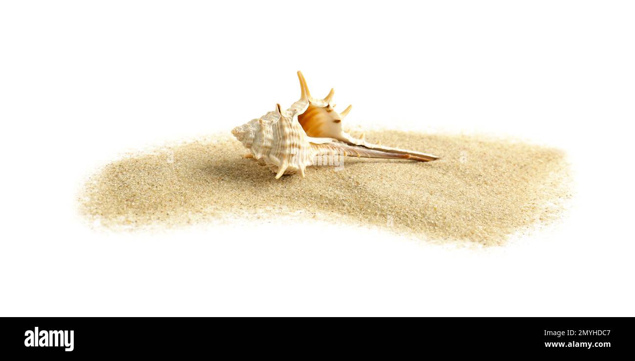 Beautiful sea shell and sand on white background Stock Photo - Alamy